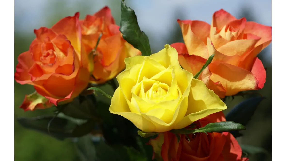Les Différentes Variétés De Roses Et Leurs Significations - Mesure