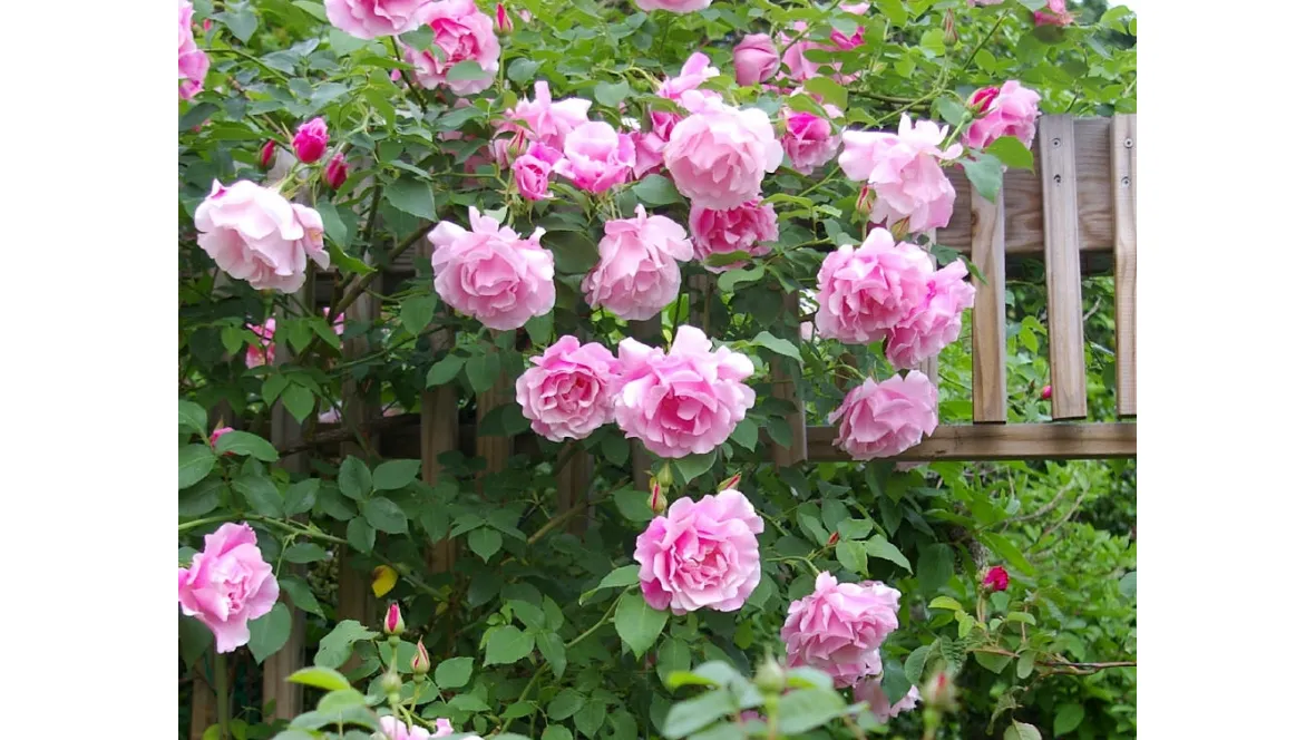 Rosiers Grimpantes